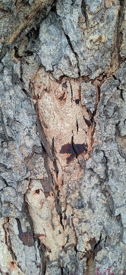 Dry and peeling tree bark stock image. Image of tree - 382374971