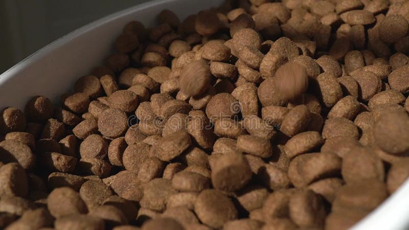 Pet Food. Dog Food Falling into Storage Box Stock Footage - Video of ...