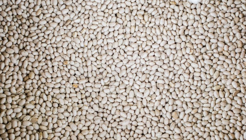 Dry Phaseolus Kidney Bean Texture Stock Photo - Image of agriculture ...