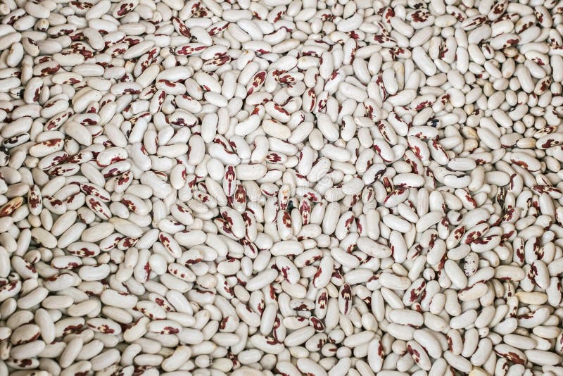 Dry Phaseolus Kidney Bean Texture Stock Photo - Image of healthy ...