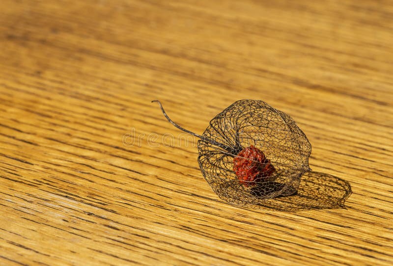 Dry Physalis alkekengi stock photo. Image of round, dried - 70945002