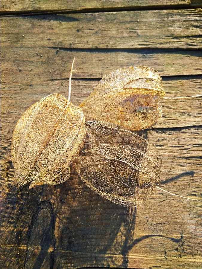 Dry Physalis in Sun Rise Close Up Stock Photo - Image of concept ...