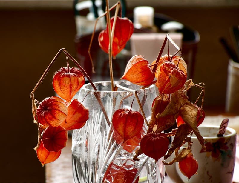 Physalis in vase stock photo. Image of glass, orange - 11006530