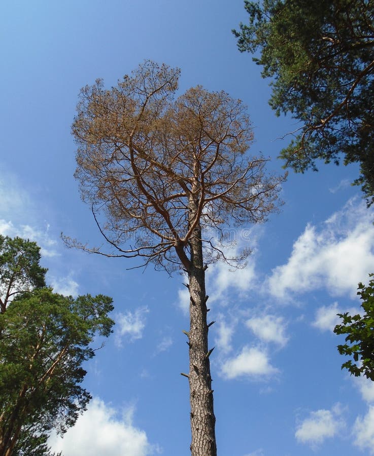 Dry Pine on the Blue Sky Background Stock Photo - Image of brown ...