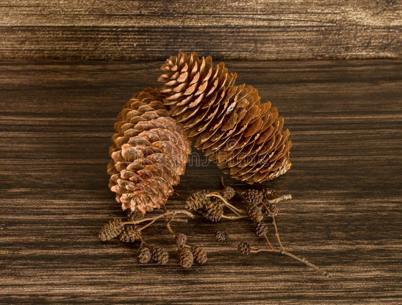 Dry Pine Cones and Alder Cones Stock Photo - Image of flora, timber ...