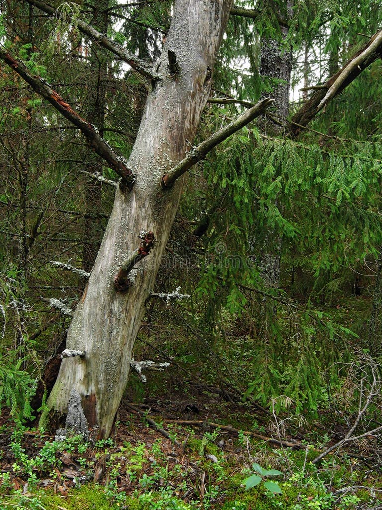 8,314 Pine Needles Dry Stock Photos - Free & Royalty-Free Stock Photos ...