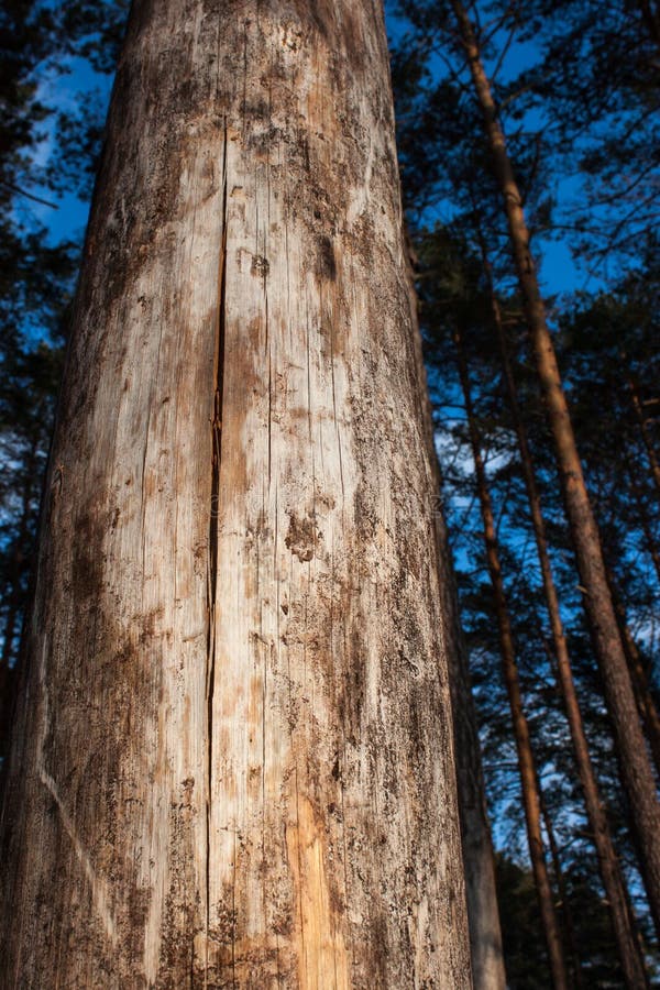 Dry pine stock image. Image of textured, pine, trees - 111982657