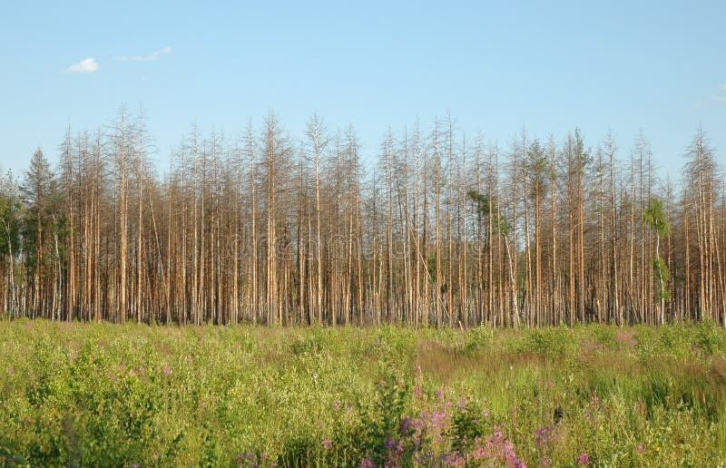 Dry Pine Forest and Felling Stock Photo - Image of light, felling: 959198