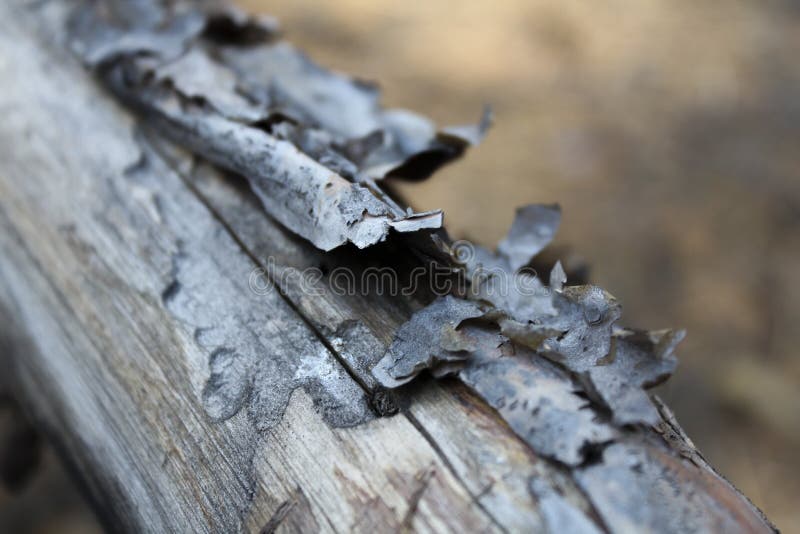 The dry pine gray trunk stock image. Image of brown - 128709465