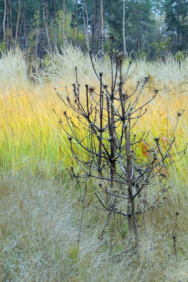 Dry pine stock image. Image of nature, planting, little - 61393707