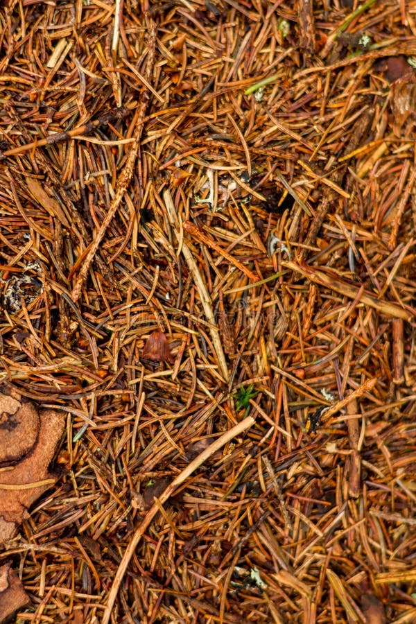 Dried And Green Pine Needles Fall Texture Background. Stock Image ...