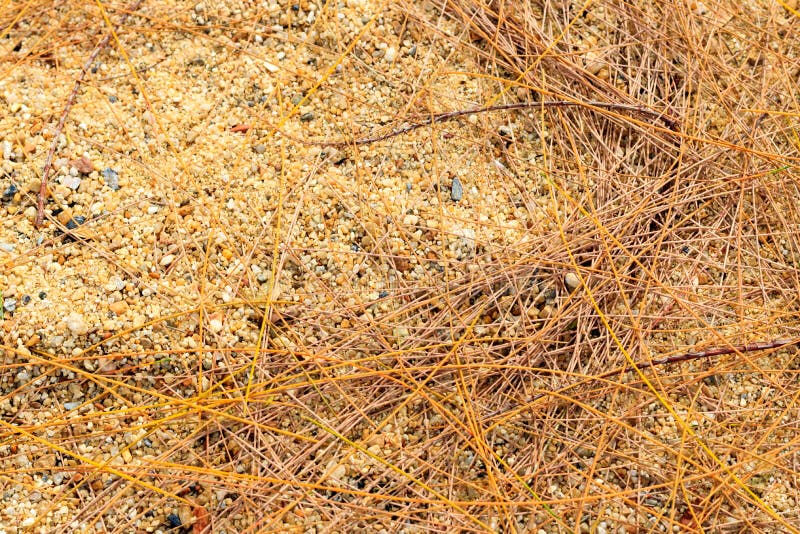 Dry Pine Needles Leaf Fall on Sand in the Beach. Stock Image - Image of ...