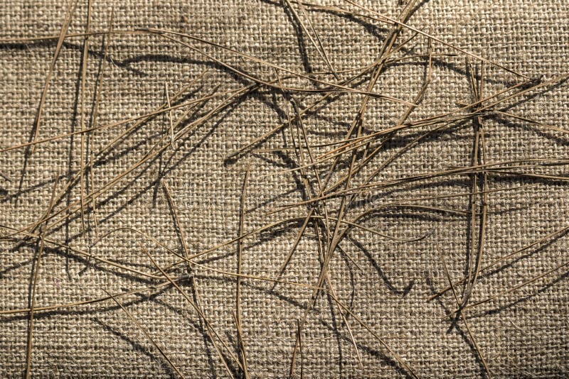 Pine Needles on Burlap Fabric Stock Image - Image of needles, weave ...