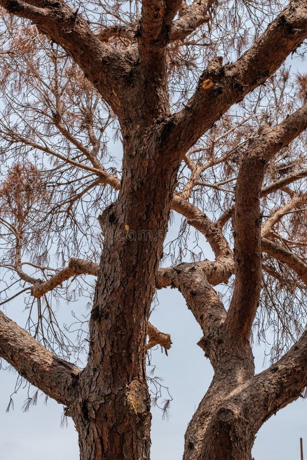 Dry Pine in the Park in Summer Close-up Stock Image - Image of bright ...