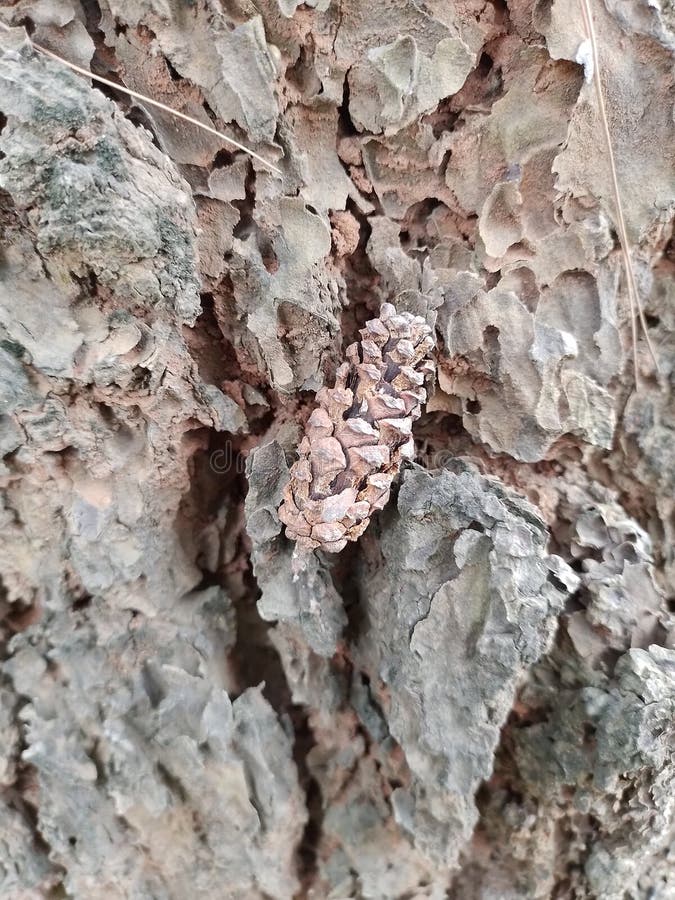 Dry Pine Stuck in a Tree Trunk Stock Photo - Image of tree, rock: 264392520