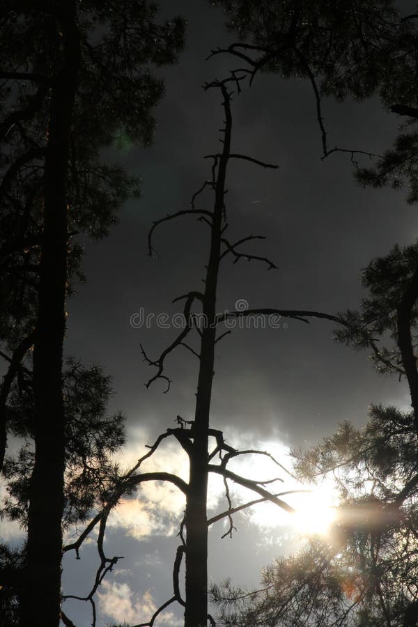 Dry pine tree branch stock photo. Image of dark, branch - 99737504