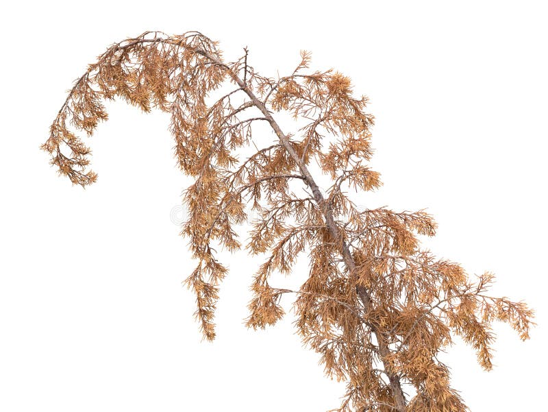 Dry pine tree stock photo. Image of branch, autumn, nature - 71711604