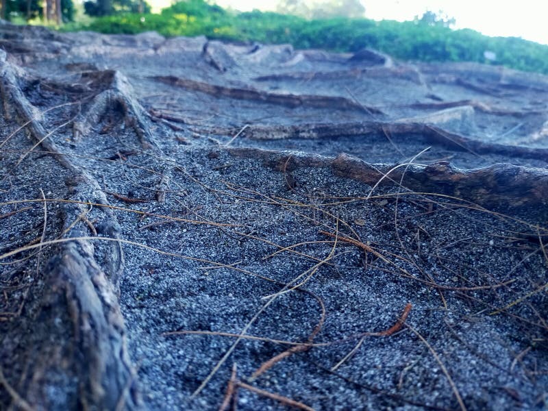 Dry Pine Tree Leaves Falling on the Beach Sand Stock Photo - Image of ...