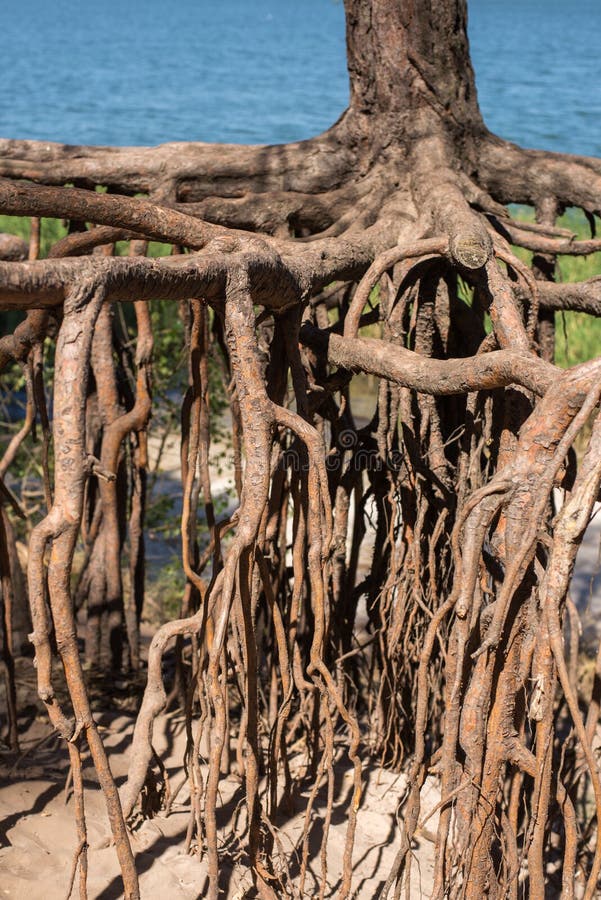 Dry Pine Tree with Unusual Roots in a Forest. Root System Stock Photo ...