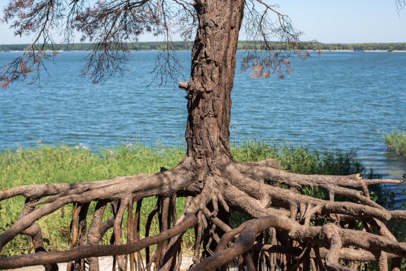 Dry Pine Tree with Unusual Roots in a Forest. Root System Stock Image ...