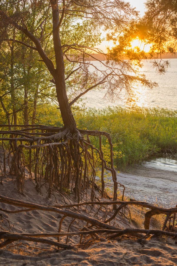 Dry Pine Tree with Unusual Roots in a Forest. Root System Stock Photo ...