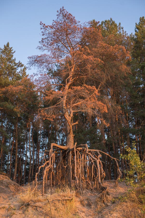 Dry Pine Tree with Unusual Roots in a Forest. Root System Stock Photo ...
