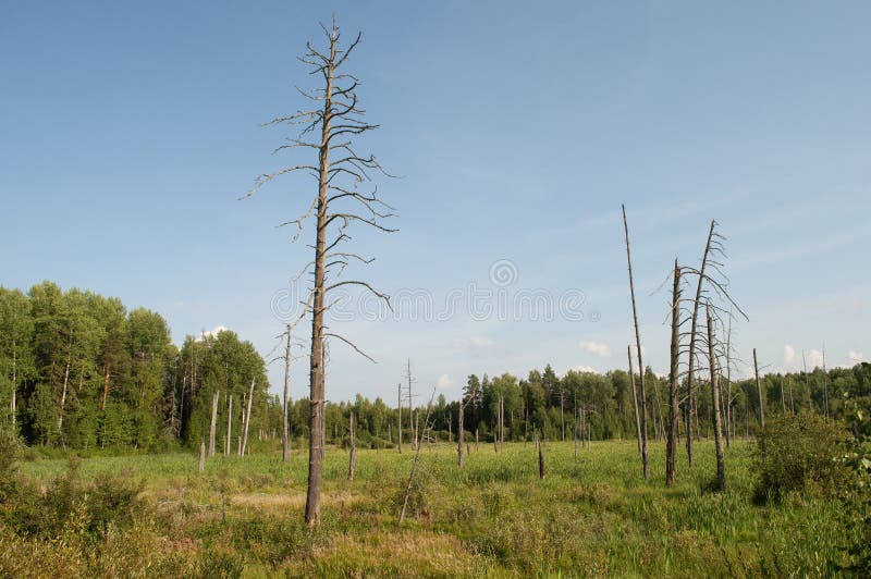 Dry Pine Trees at the Forest Edge Stock Image - Image of tourism ...