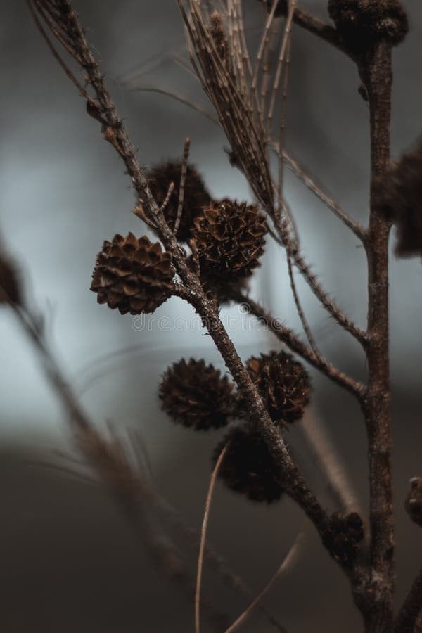 Dry pinecone on the tree stock photo. Image of freezing - 221848848