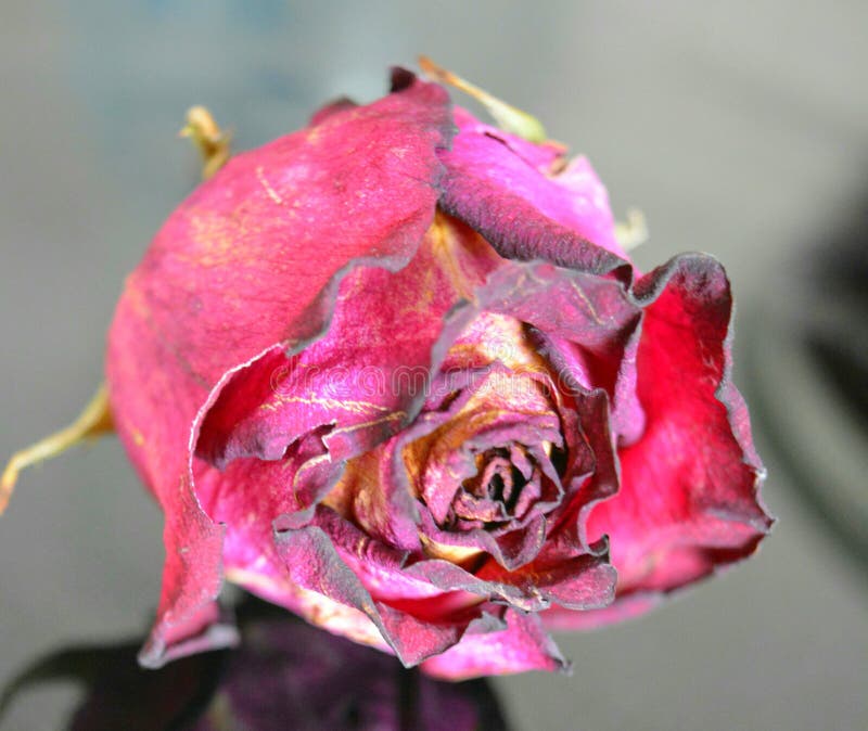Dry Rose Flower Dark Background Stock Image - Image of flower, view ...