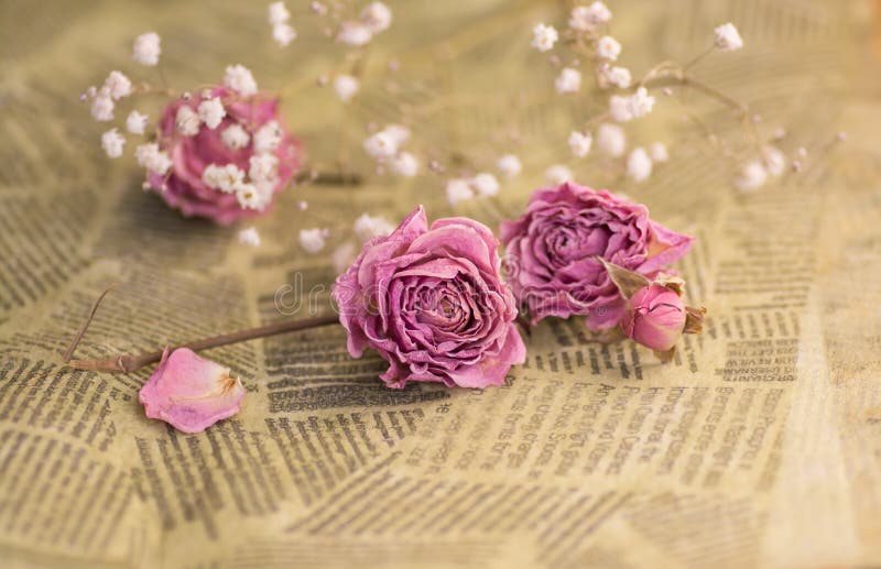 Dry pink roses stock photo. Image of still, feelings - 55828382