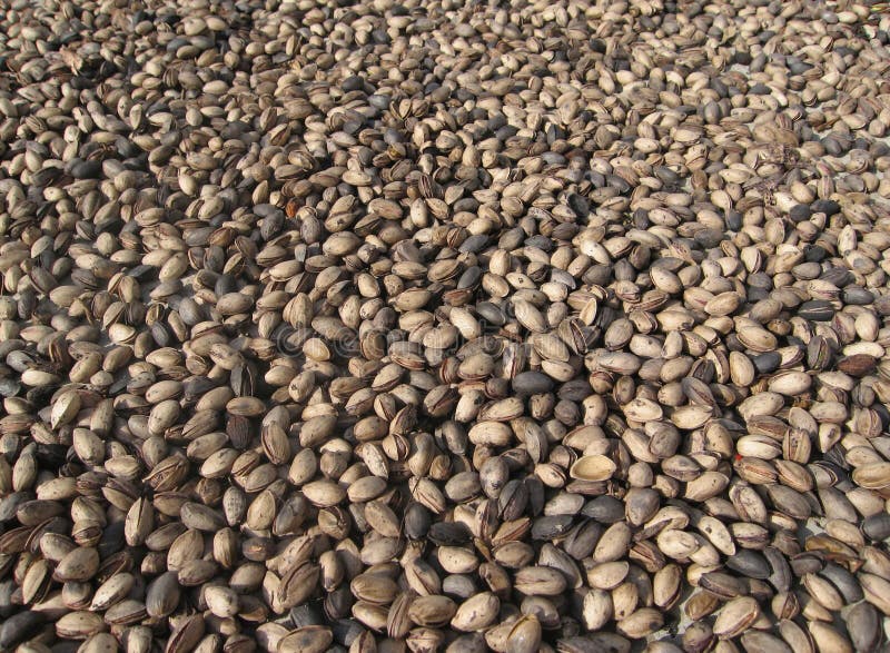 Dry pistachios stock image. Image of pistachio, sunlight - 6962419