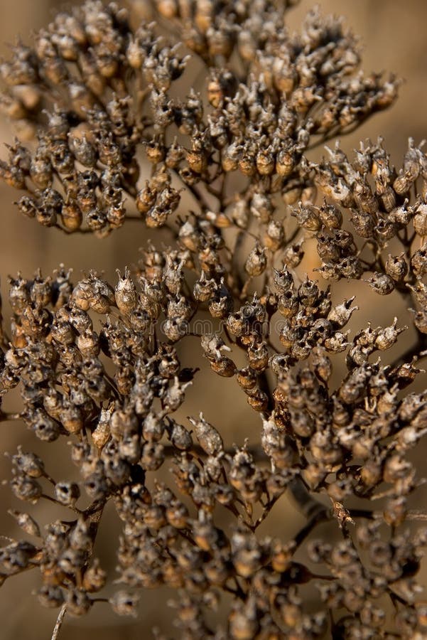 Dry plant stock image. Image of botanical, coastal, park - 11058635