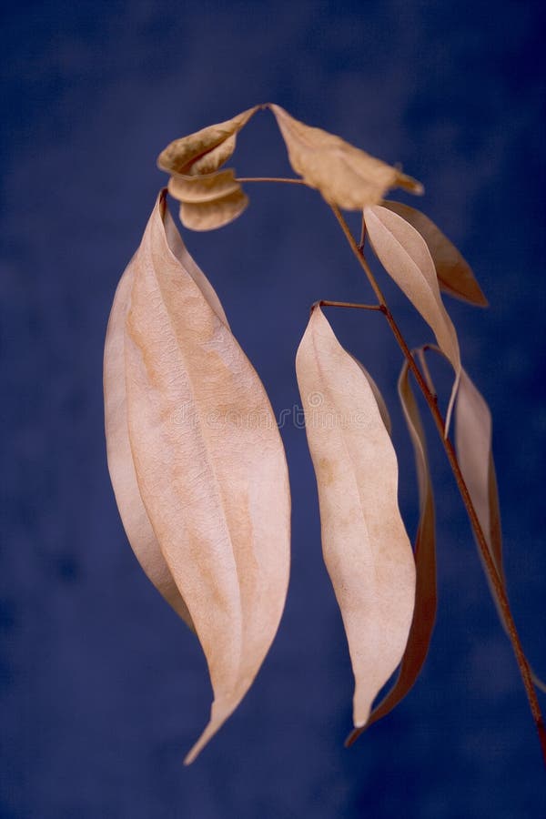 Dry plant stock image. Image of autumn, plant, depressive - 276821