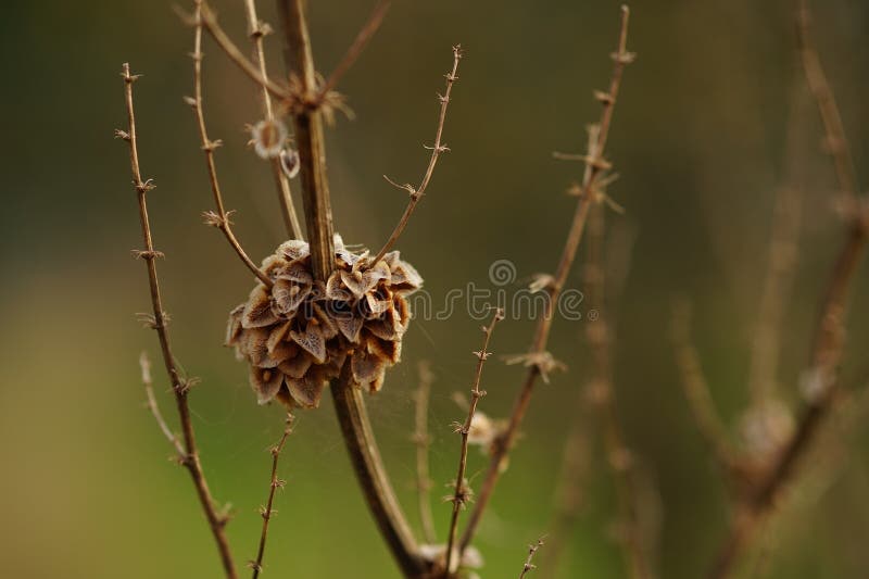 Dry Plant Bush with Thin Branches Growing in the Field Stock Image ...