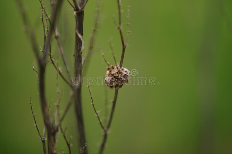 Dry Plant Bush with Thin Branches Growing in the Field Stock Image ...