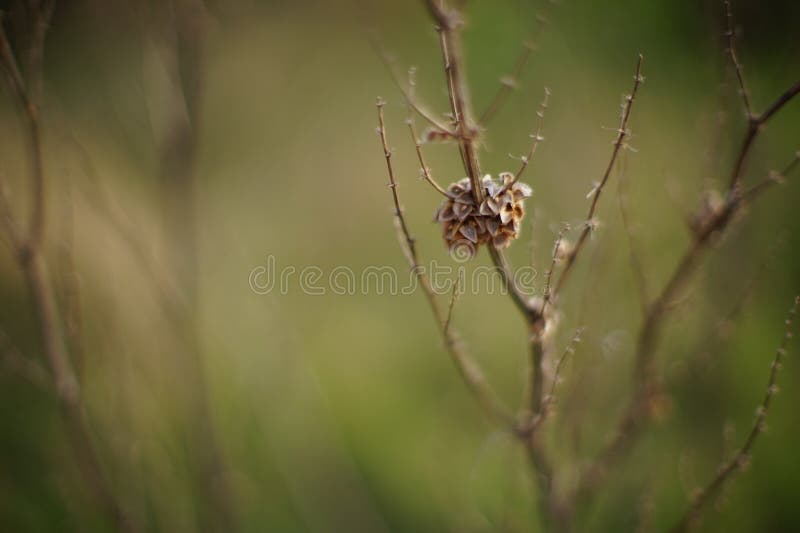 Dry Plant Bush with Thin Branches and Seeds Growing in Spring Field ...
