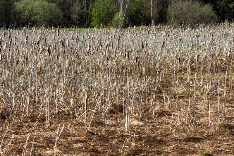Dry Plant Cattail or Typha Growing in a Marshy Area Stock Photo - Image ...
