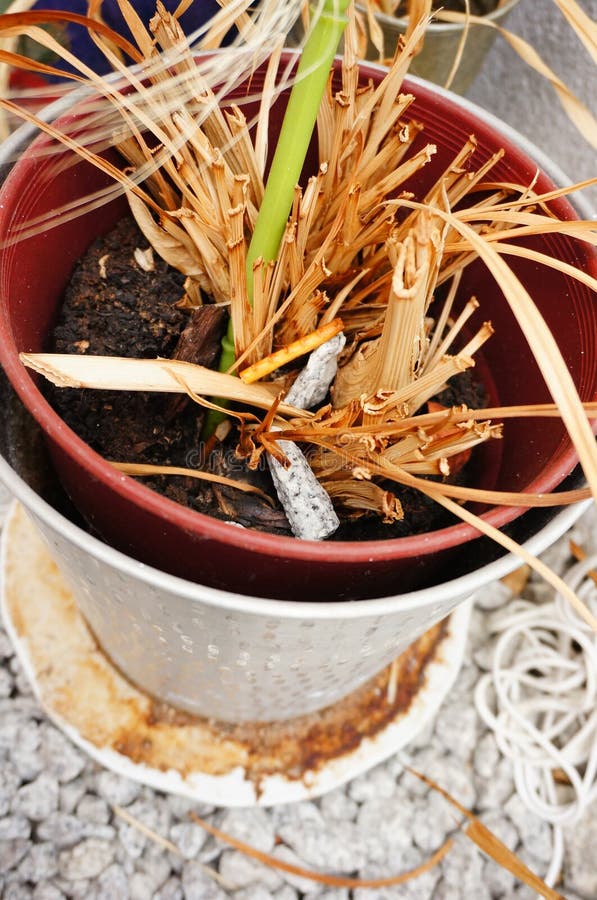 Dry plant stock photo. Image of commodity, flowerpot - 48718186