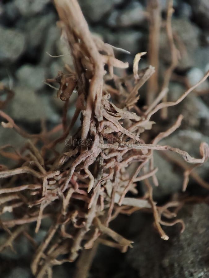 Dry plant roots on pebbles stock image. Image of roots - 279231699