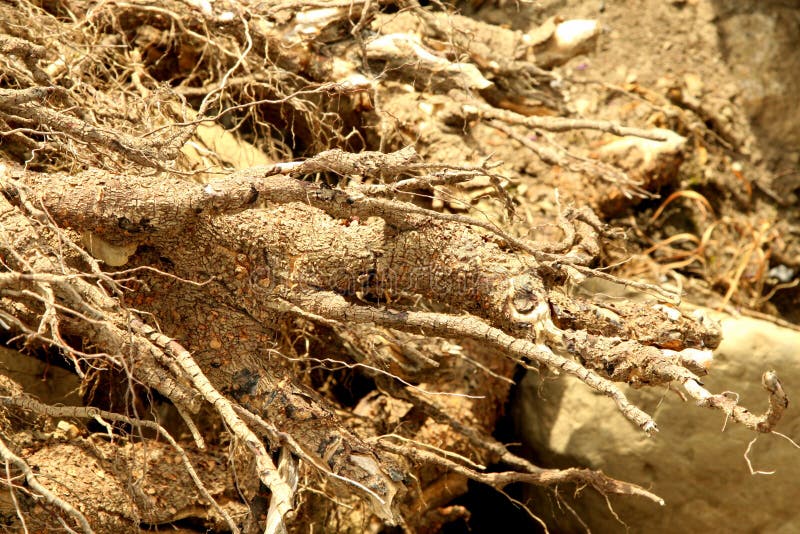 Dry plant roots stock image. Image of nature, tangle - 41896629