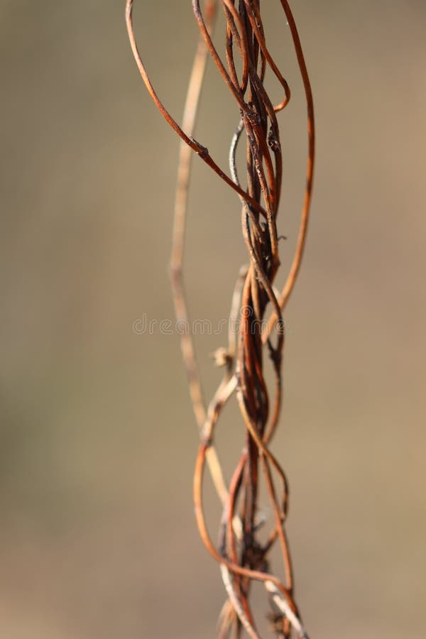 Dry plant stems. stock image. Image of autumn, brown - 215606615