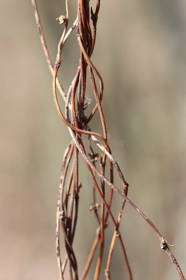 Dry plant stems. stock image. Image of climbing, macro - 215606623