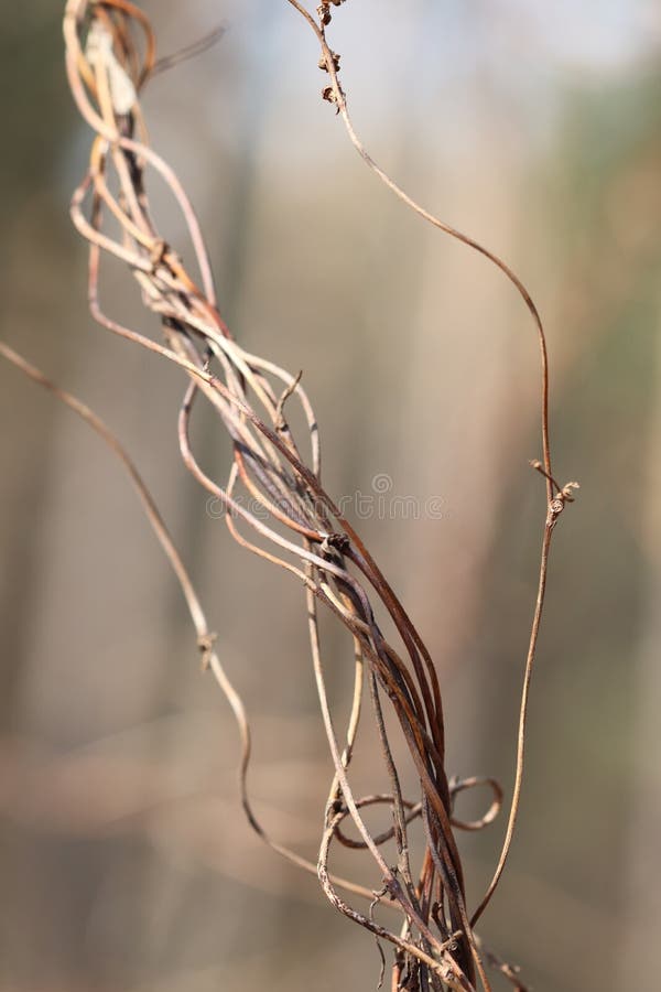 Dry plant stems. stock photo. Image of bunch, closeup - 215606632