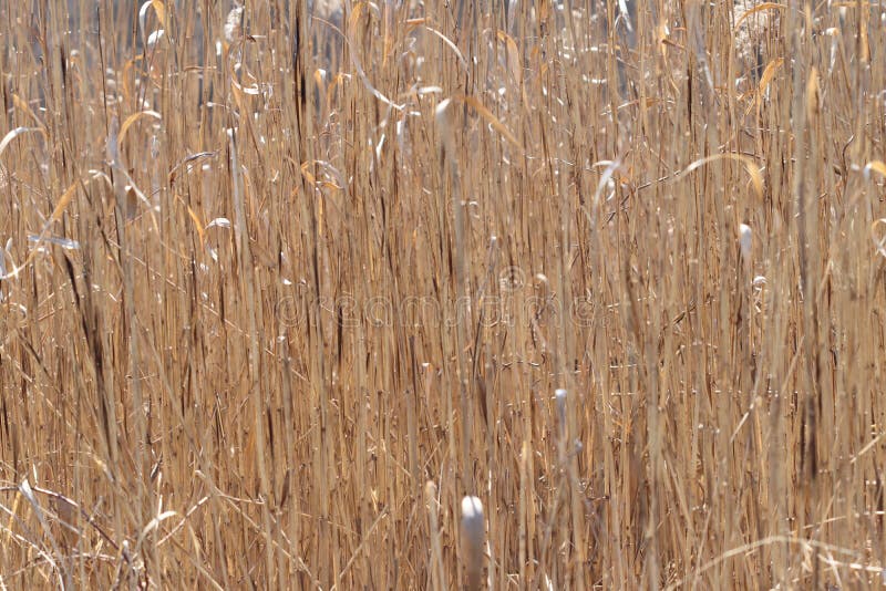 Dry plant stems. stock image. Image of brown, cold, fence - 215740097