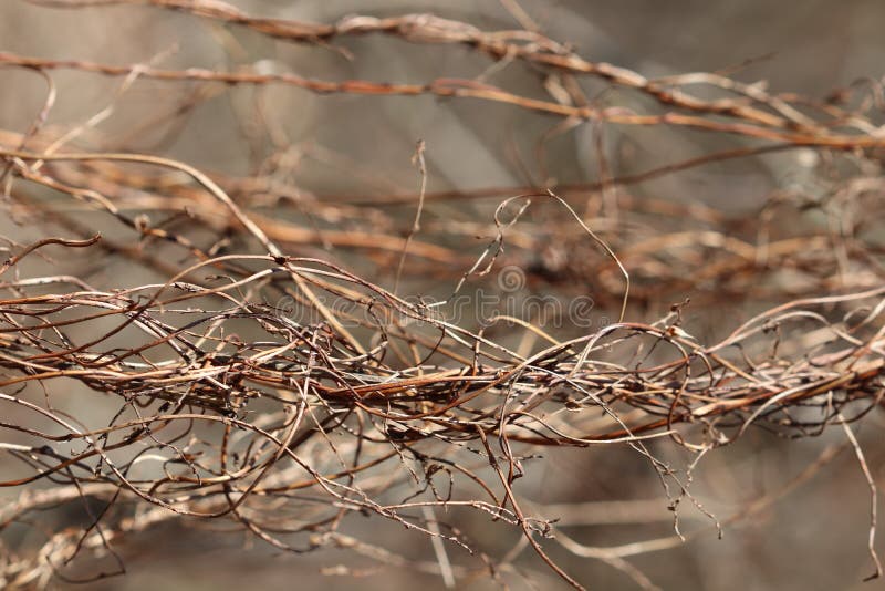 Dry plant stems. stock image. Image of spring, fence - 215740163