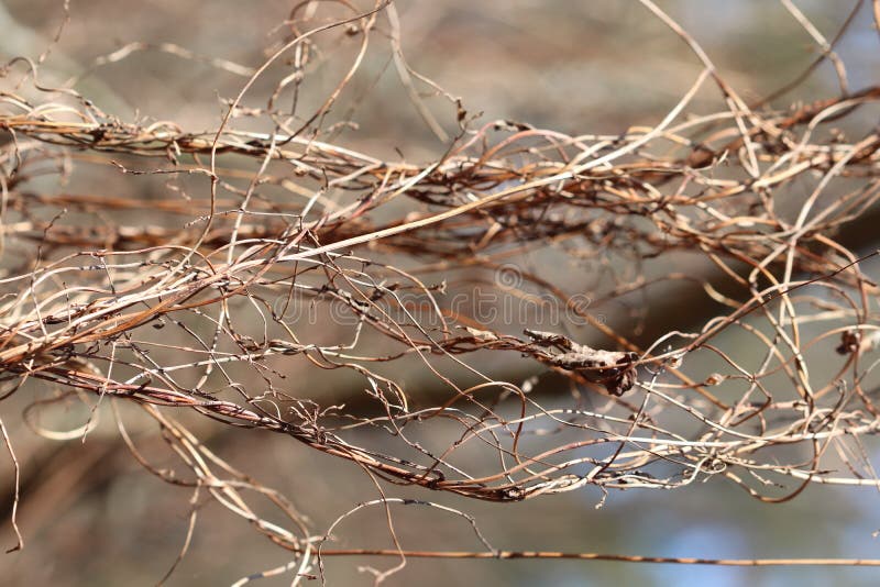 Dry plant stems. stock image. Image of forest, plants - 215740165
