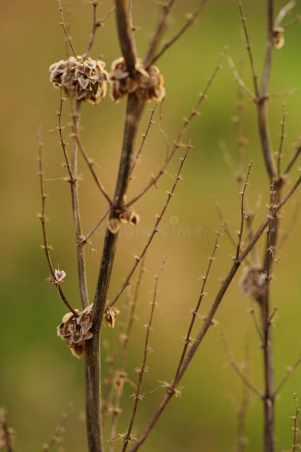 Dry Plant with Thin Branches Growing in the Field Stock Image - Image ...