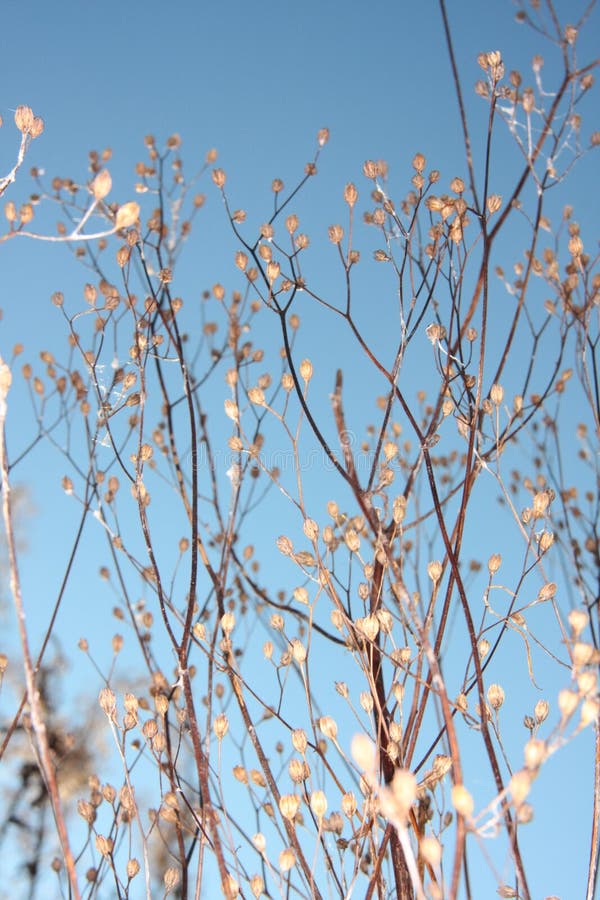 Dry plants stock photo. Image of color, winter, plant - 11982208