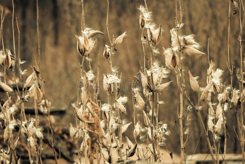 Dry plants stock image. Image of fields, leafs, nature - 21997159