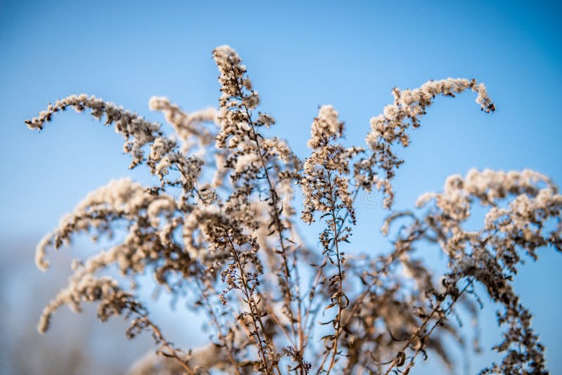 Dry plants stock photo. Image of autumn, background, nature - 47898326